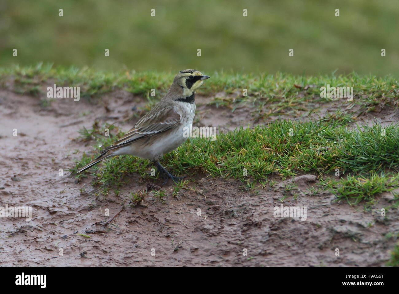 Lark hill hi-res stock photography and images - Alamy