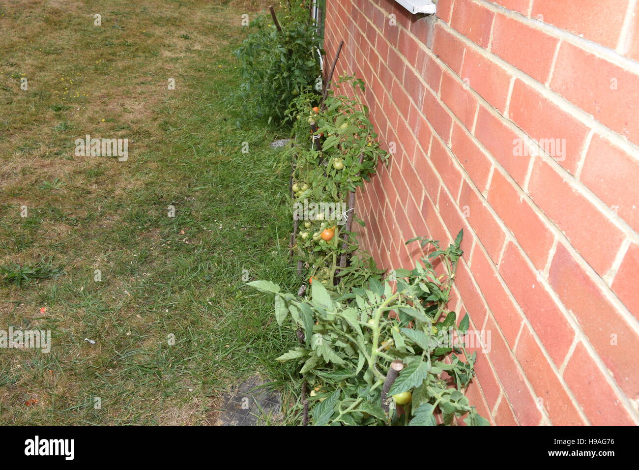 Tomatoes growing up a wall hi-res stock photography and images - Alamy
