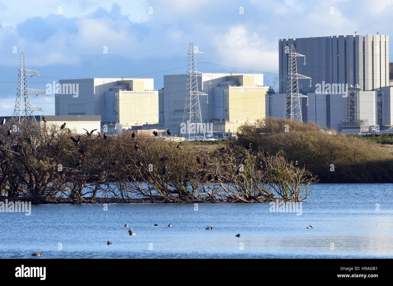 Cormorants (Phalacrocorax carbo) at their roosting site near Dungeness ...