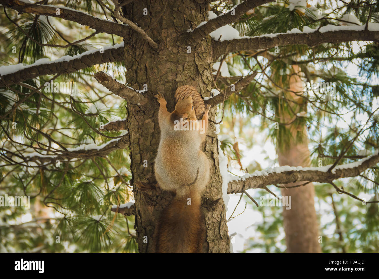 Squirrel with cone in the forest Stock Photo - Alamy