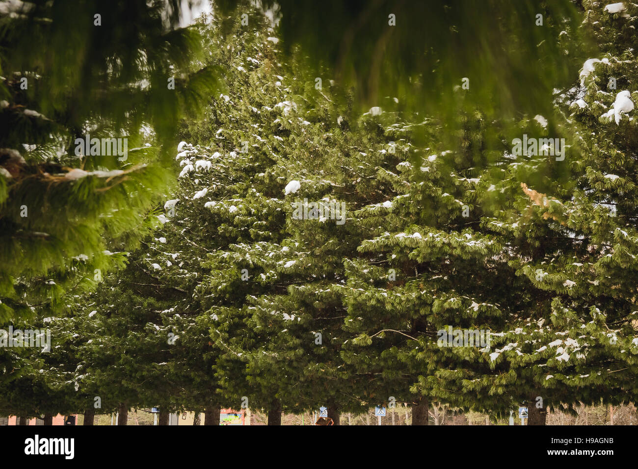 Beautiful winter landscape with snow covered trees Stock Photo - Alamy