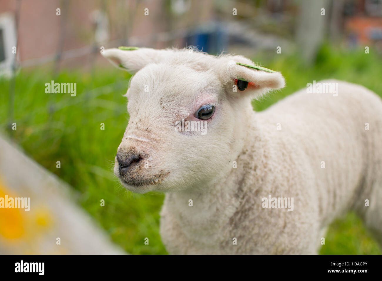 Young lamb up close Stock Photo - Alamy