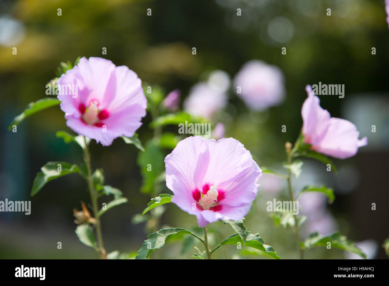 Rose of Sharon Stock Photo - Alamy
