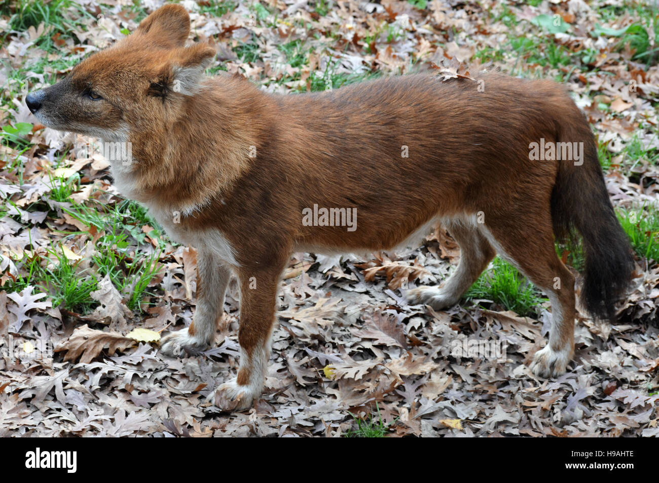 Dhole hi-res stock photography and images - Alamy