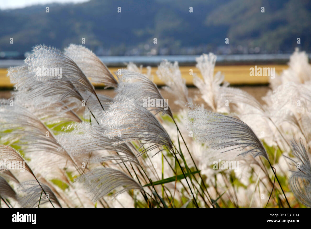 Reed photograph hi-res stock photography and images - Alamy