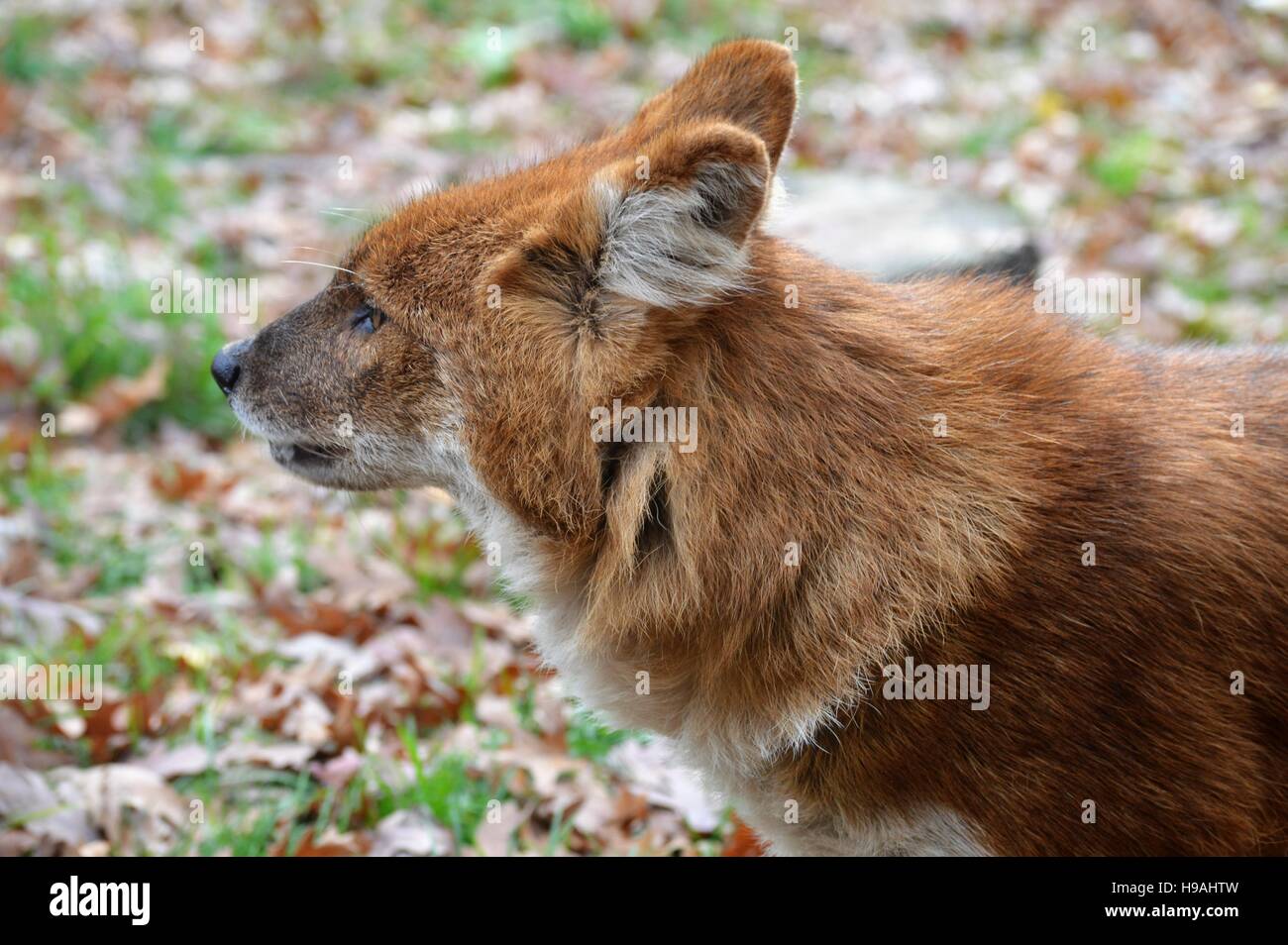 Dhole hi-res stock photography and images - Alamy