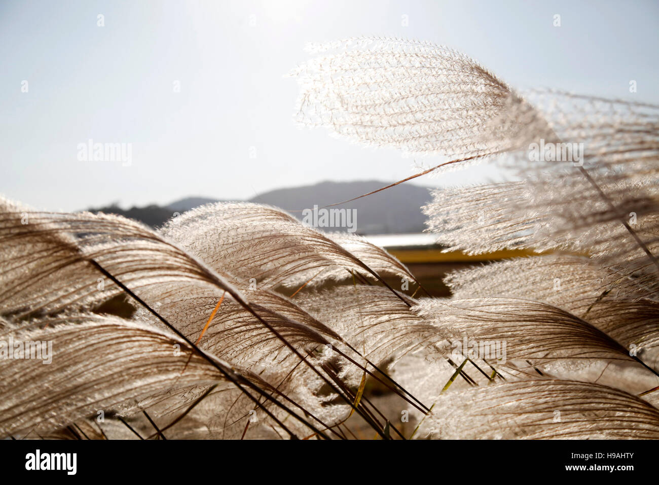 Pho354a hi-res stock photography and images - Alamy