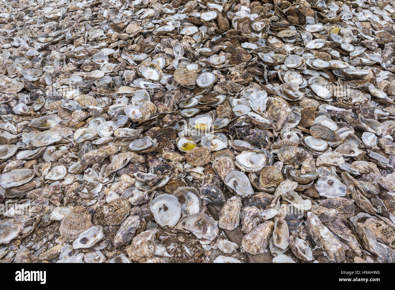 Mountain oyster hi-res stock photography and images - Alamy