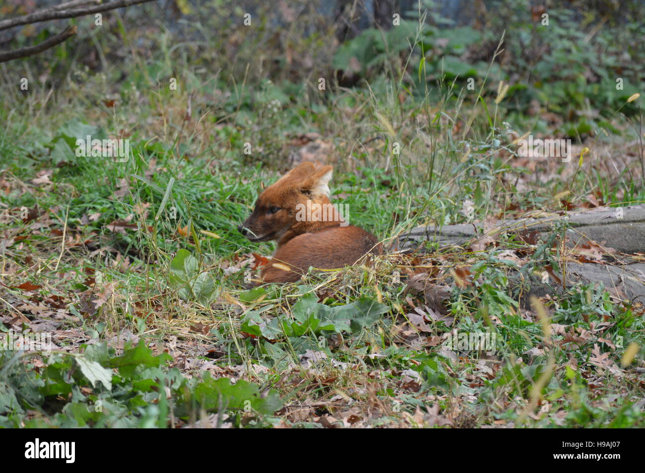 Dhole hi-res stock photography and images - Alamy