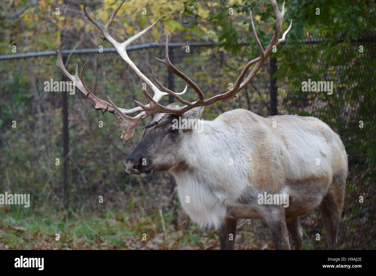 Large caribou hi-res stock photography and images - Alamy