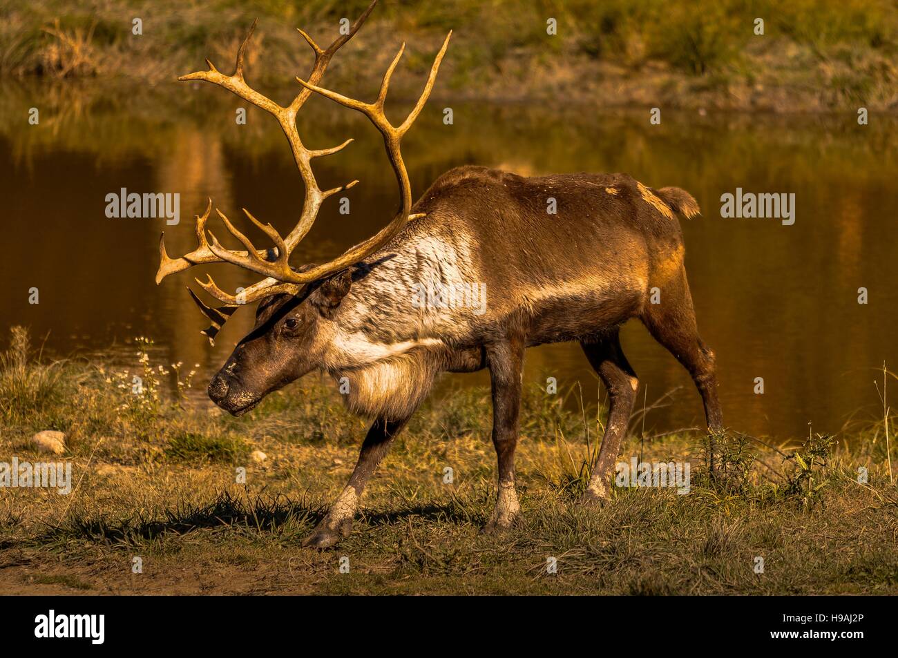 Lake caribou hi-res stock photography and images - Alamy