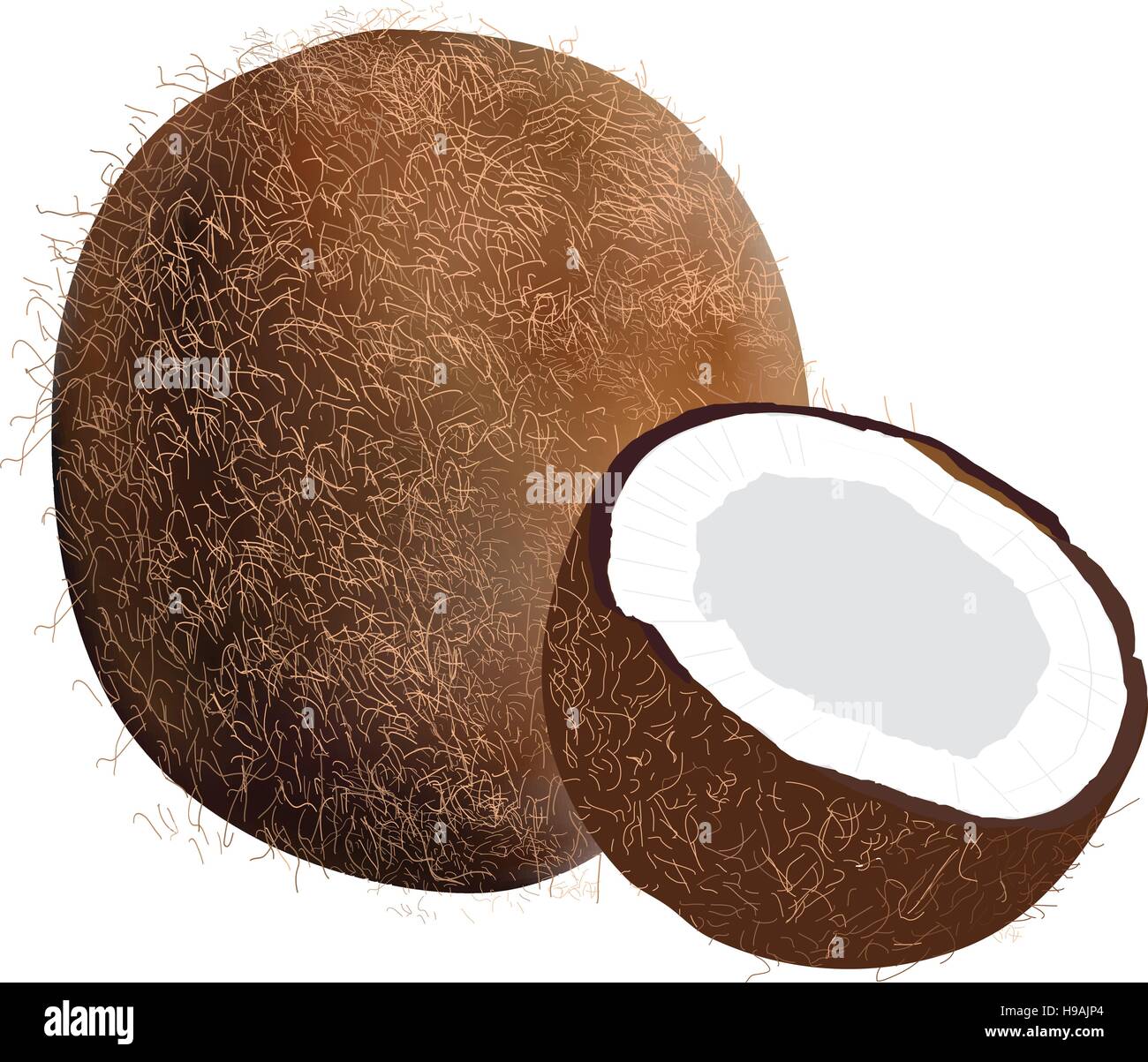 Coconuts flower Stock Vector Images - Alamy