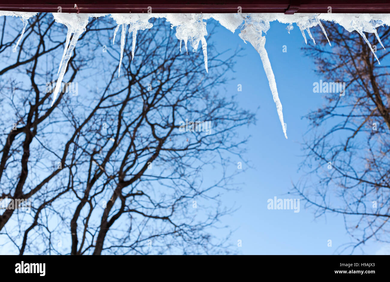 Icicles hanging trees hi-res stock photography and images - Alamy