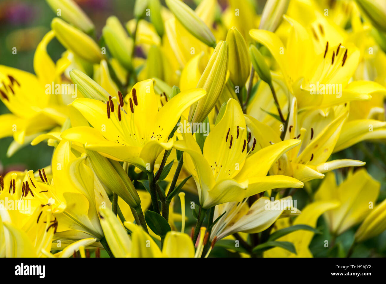 Lots of yellow lilies in flowerbed Stock Photo - Alamy
