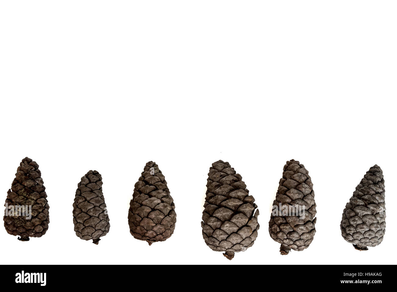 Isolated pine cones with clipping path Stock Photo - Alamy
