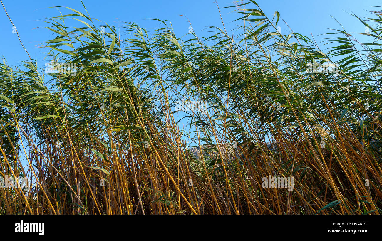 The green plants are moving by wind Stock Photo - Alamy