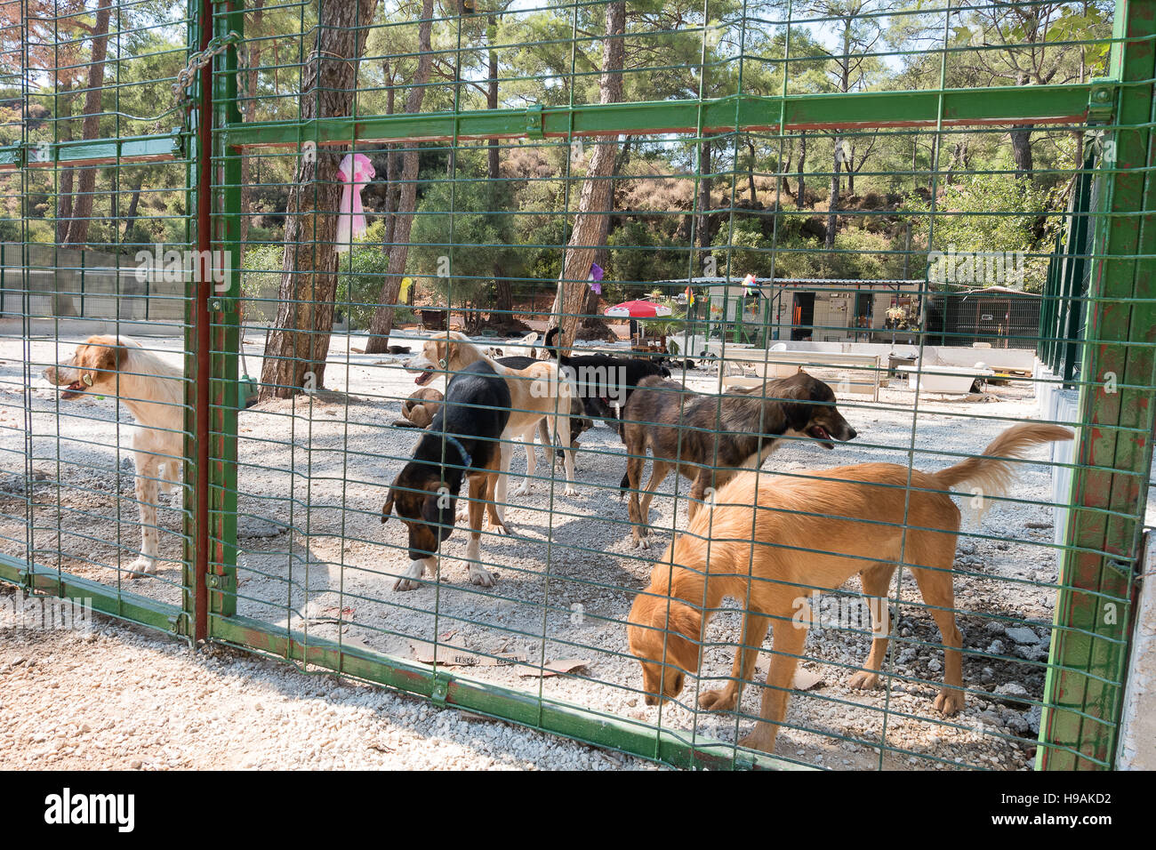 Homeless dogs in a big shelter Stock Photo - Alamy
