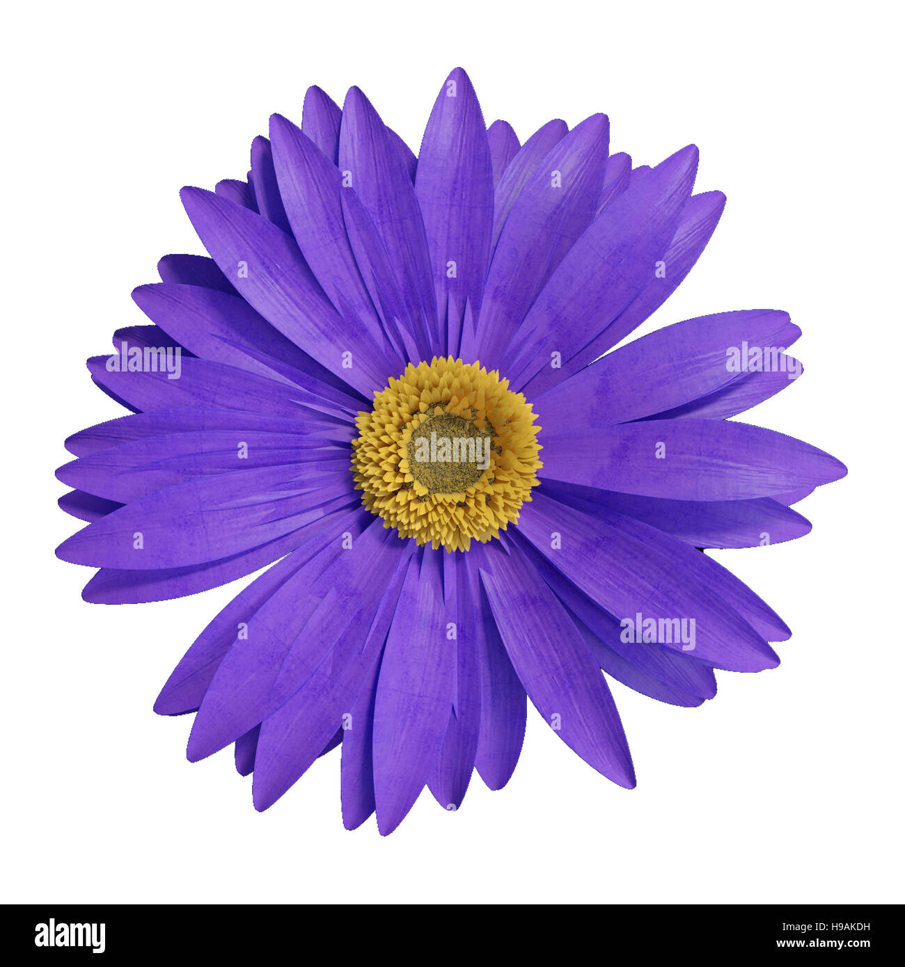 Blue Gerber Daisy Clip Art