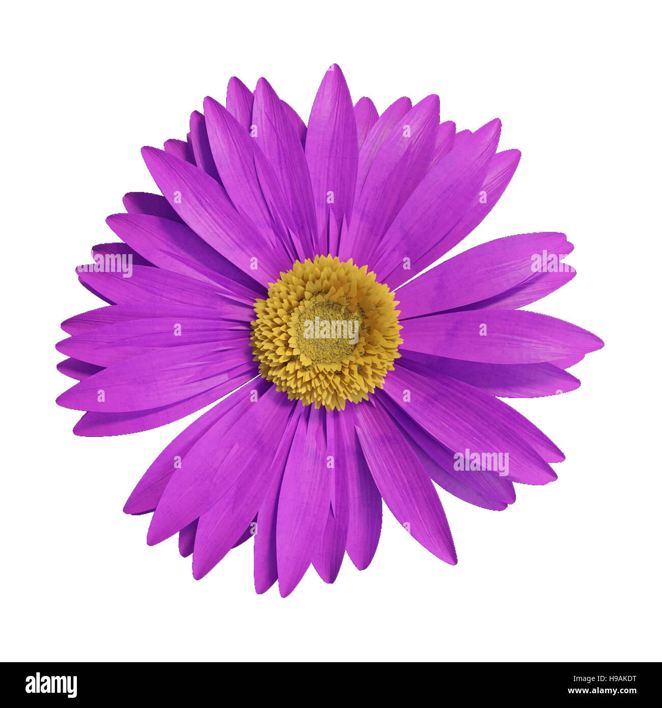 3D rendering of purple gerbera daisy isolated on white background Stock ...