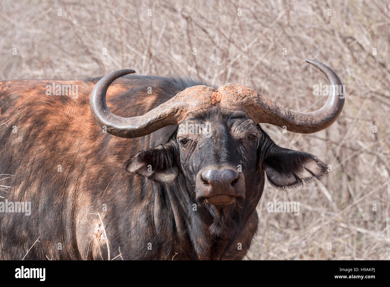 Buffalo head hi-res stock photography and images - Alamy