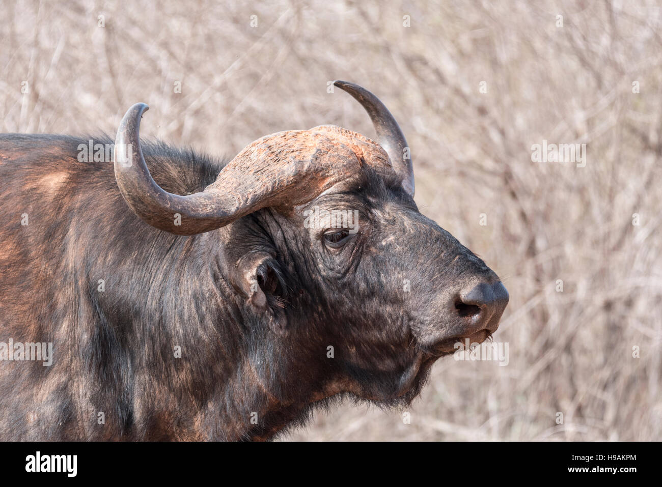 Head shot of a Cape Buffalo Stock Photo - Alamy
