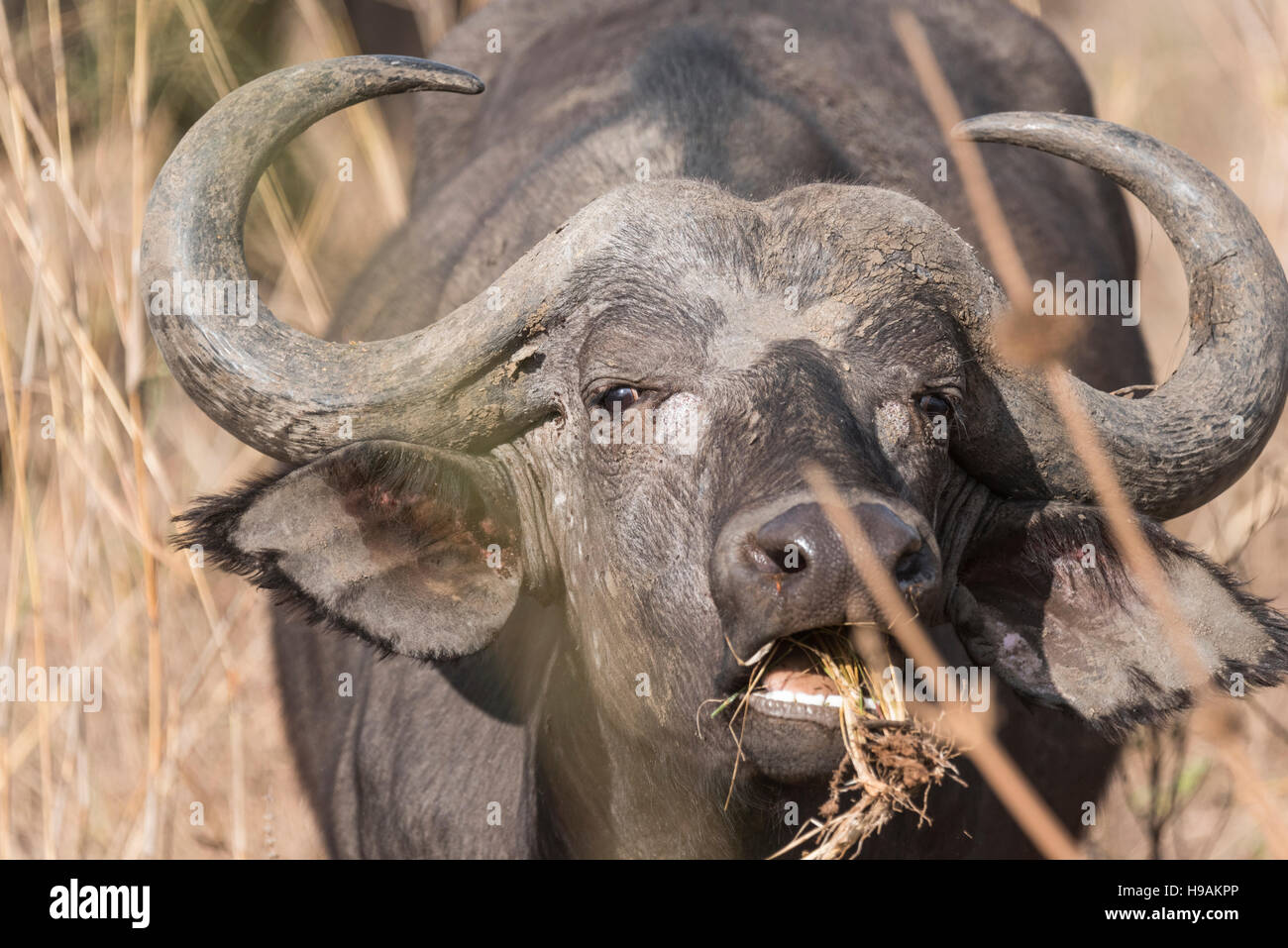 Head shot of a Cape Buffalo feeding Stock Photo - Alamy