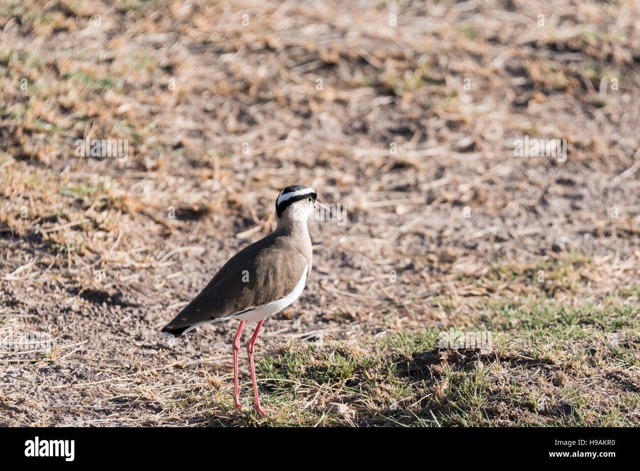 A standing Crowned Plover Stock Photo - Alamy