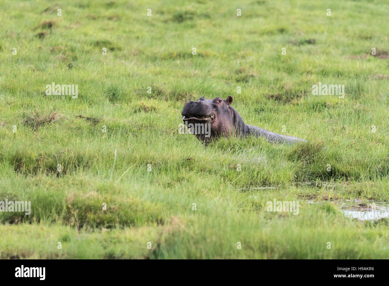 A Hippopotamus in the marsh at Amboseli Stock Photo - Alamy