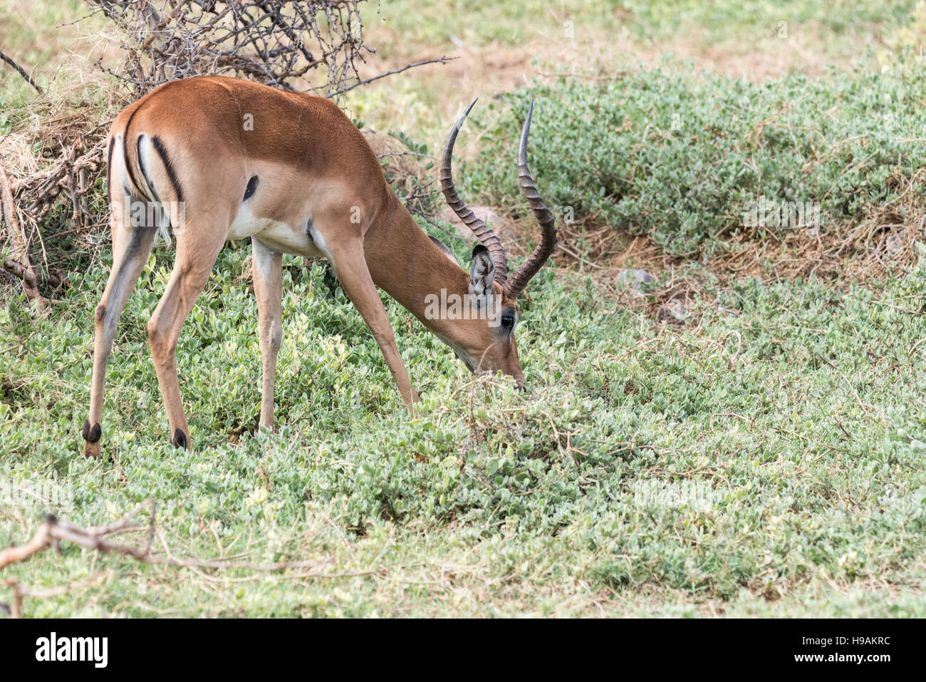 1 impala High Resolution Stock Photography and Images - Alamy