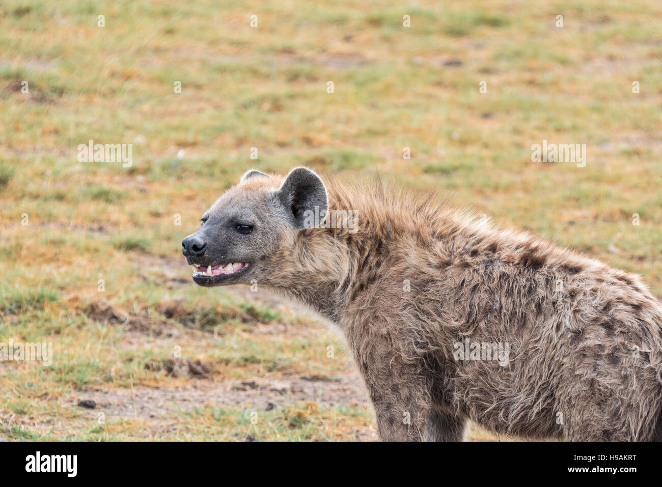 Hyena teeth hi-res stock photography and images - Alamy