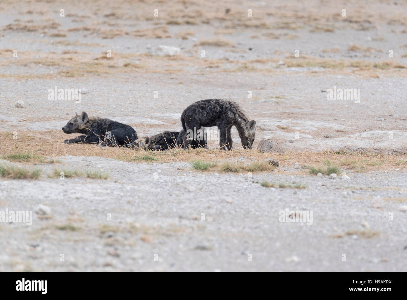 Spotted hyena pack hi-res stock photography and images - Alamy