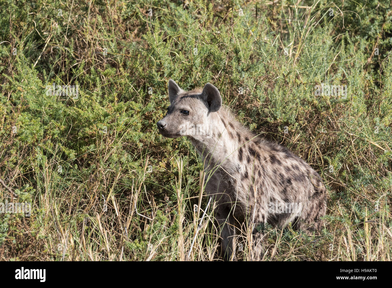 Hyena spotted hyena hyena sitting hi-res stock photography and images ...