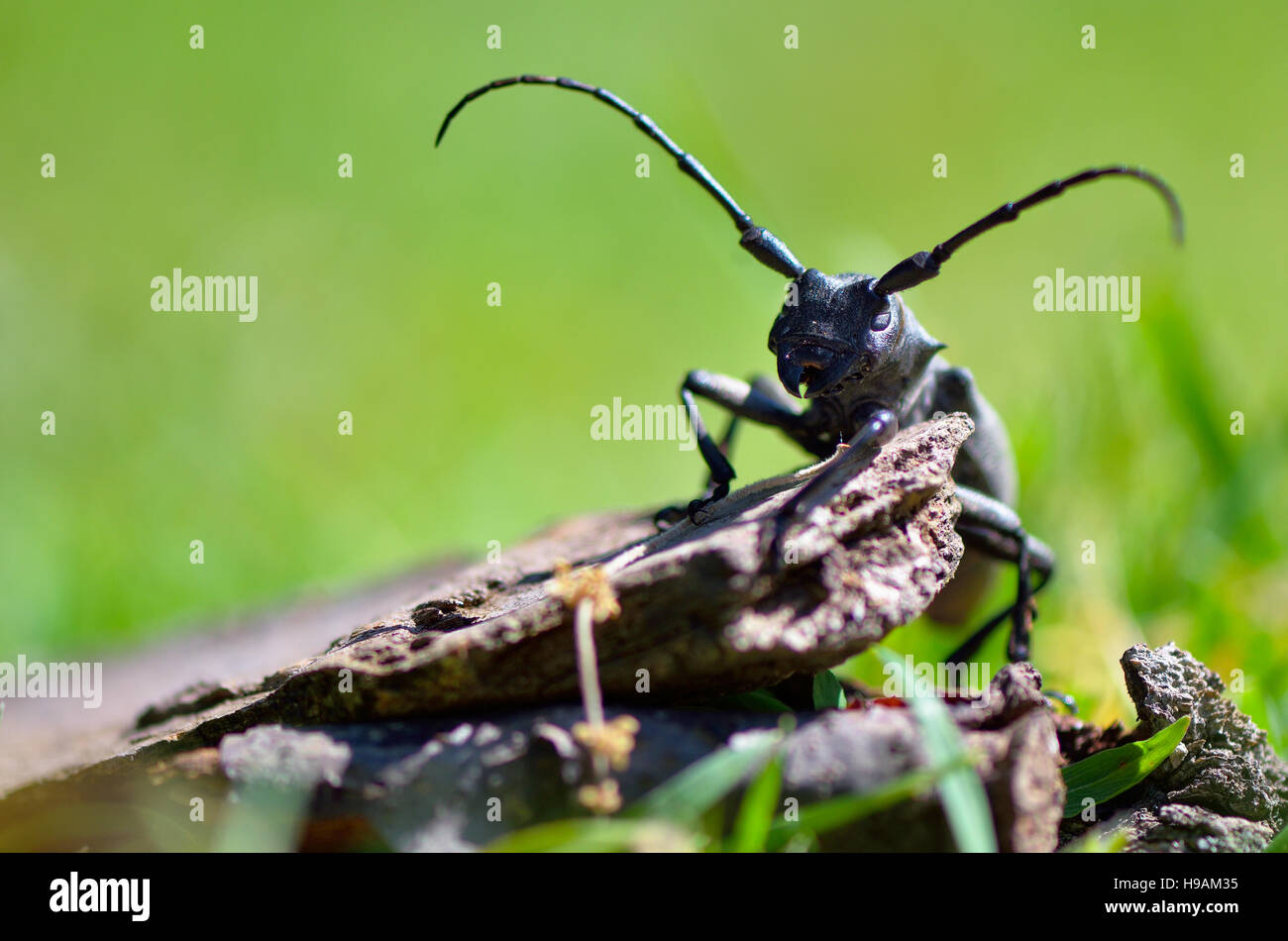 Big bug in closeup portrait with blurry background Stock Photo - Alamy