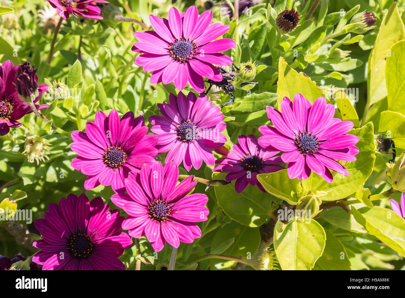 Dimorphotheca ecklonis pink flower Stock Photo - Alamy