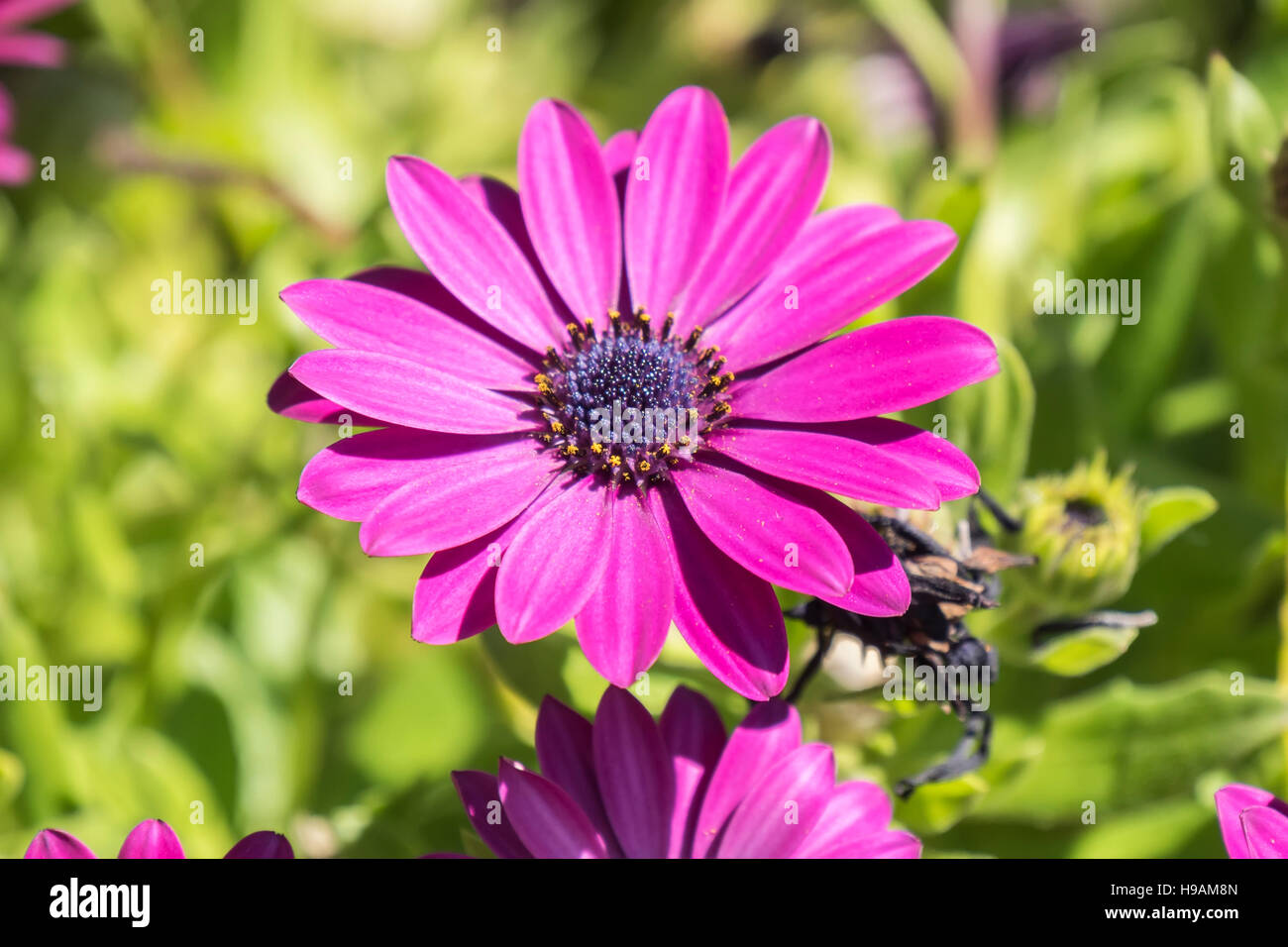 Dimorphotheca ecklonis pink flower Stock Photo - Alamy