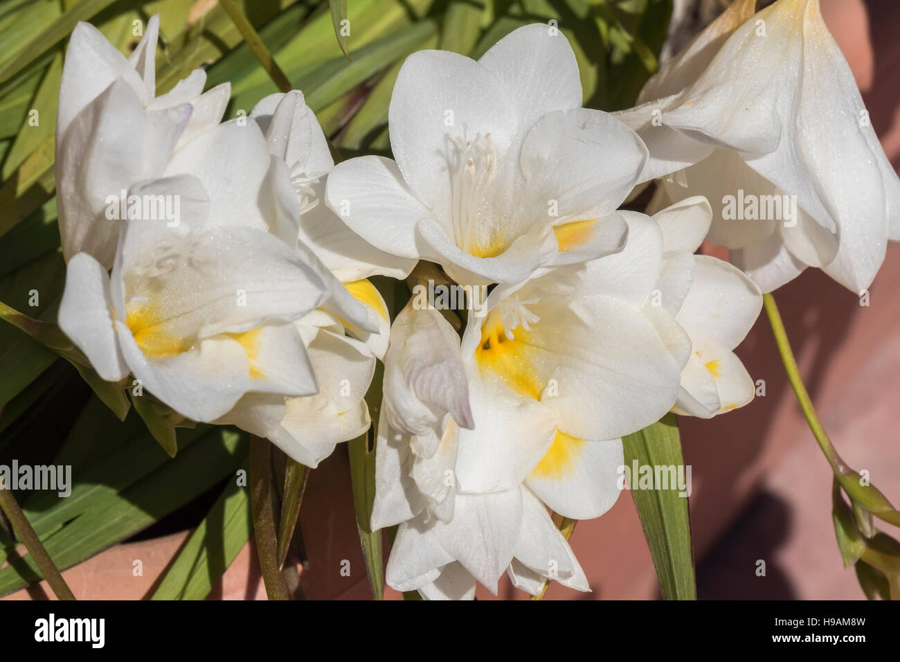 White freesia flower Stock Photo - Alamy