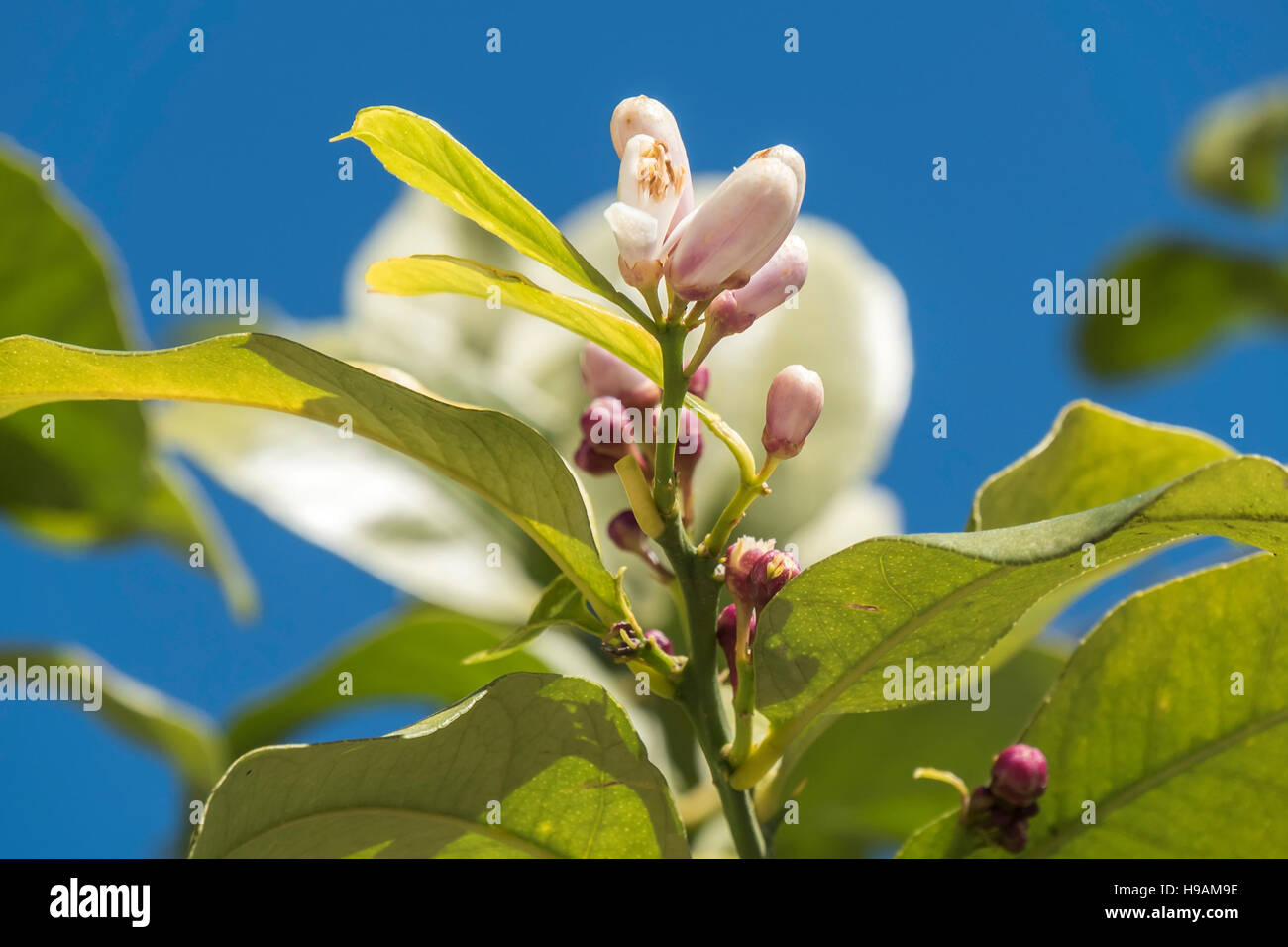 Lemon blossom in spring Stock Photo - Alamy