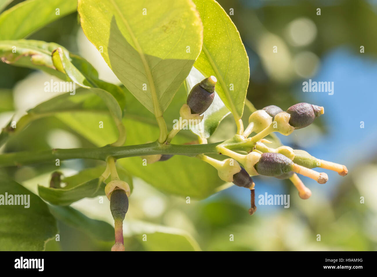 Lemons growing on the tree in spring Stock Photo - Alamy