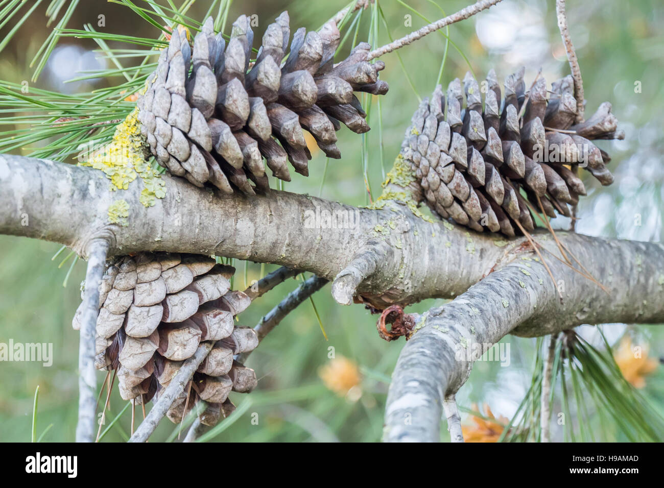 Dry and open pinecone in the tree Stock Photo - Alamy