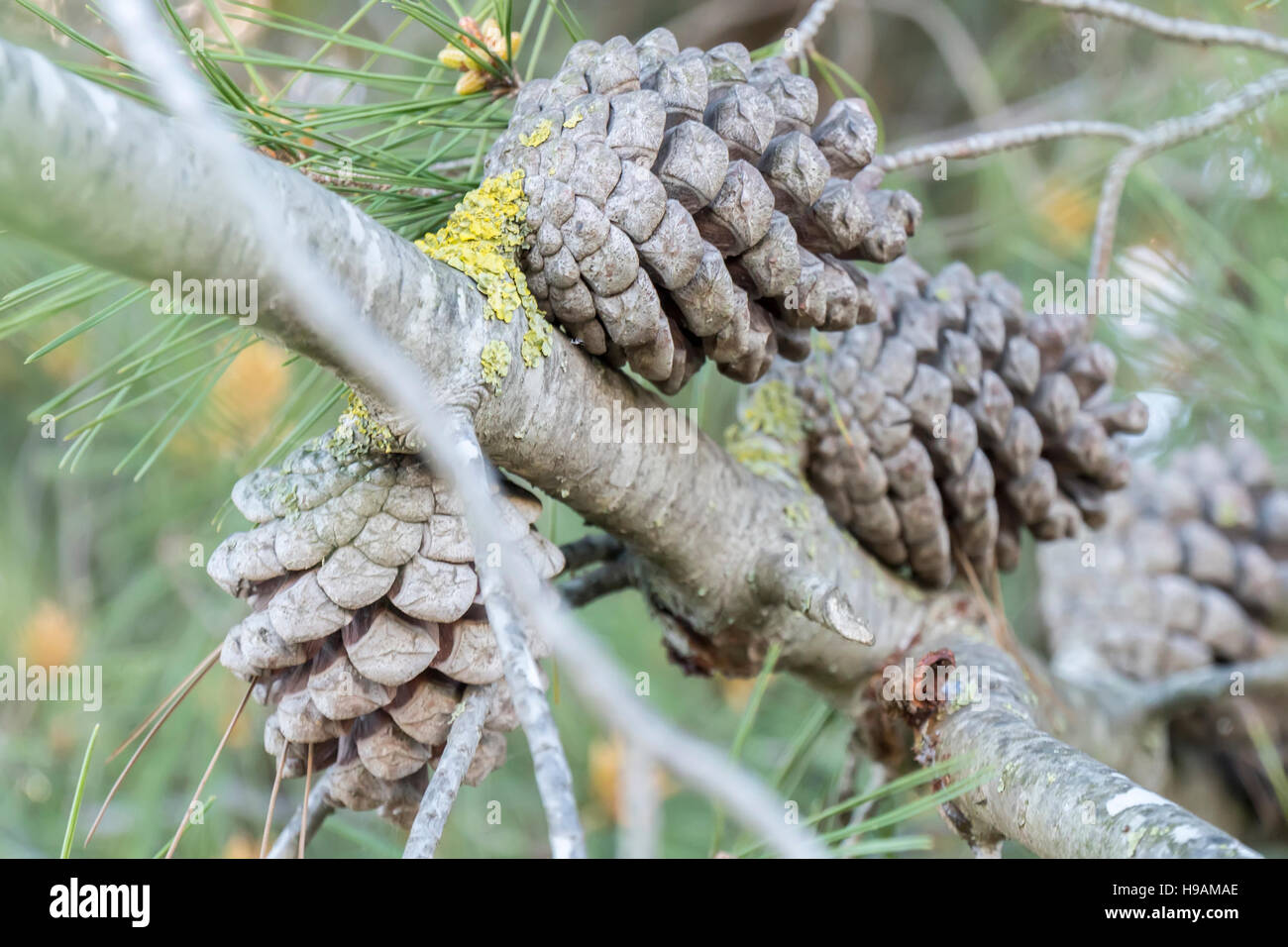 Open pinecone hi-res stock photography and images - Alamy