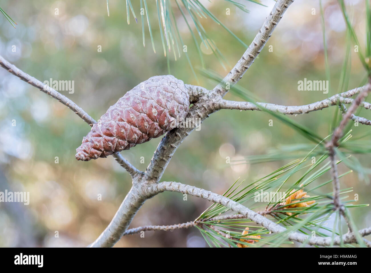 Closed pinecone in the tree Stock Photo - Alamy