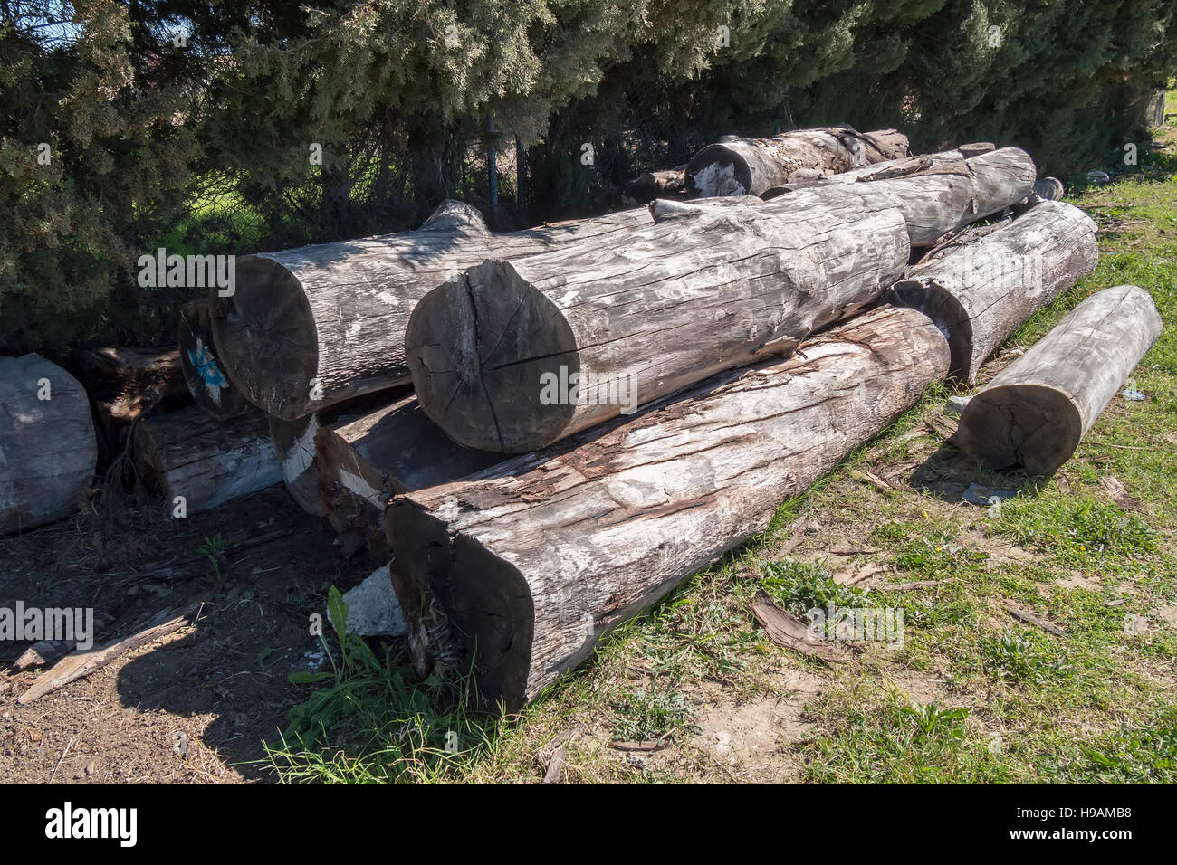 Cut logs in forest Stock Photo - Alamy