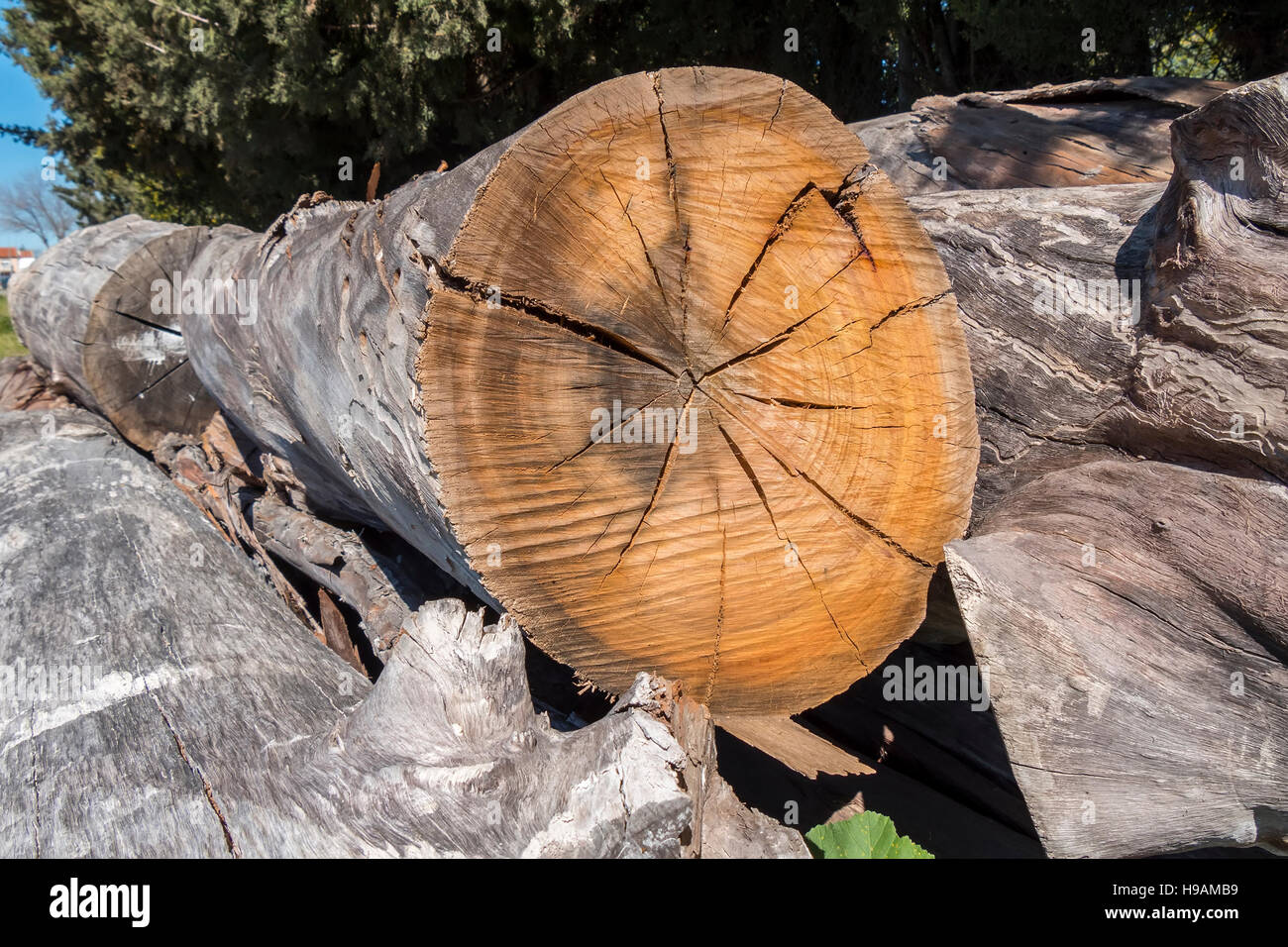 Cut logs in forest hi-res stock photography and images - Alamy