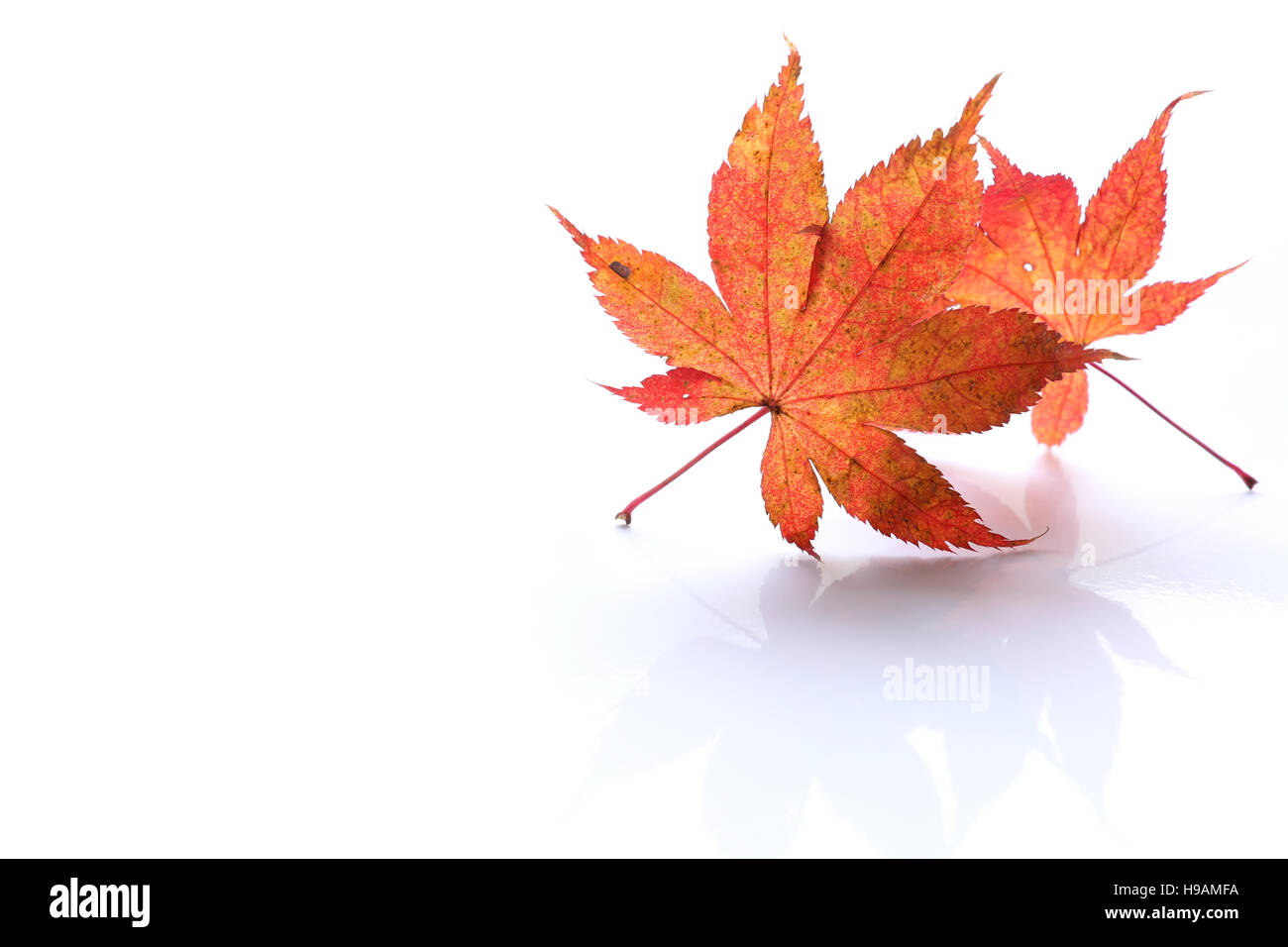 Orange japanese maple Cut Out Stock Images & Pictures - Alamy