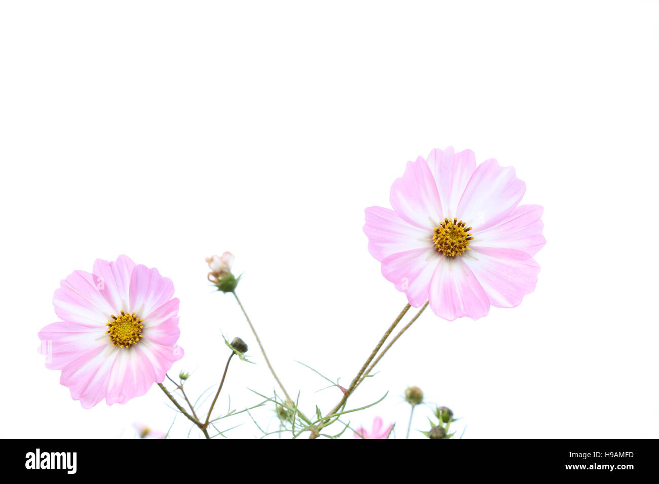 pink white cosmos flower isolated Stock Photo - Alamy
