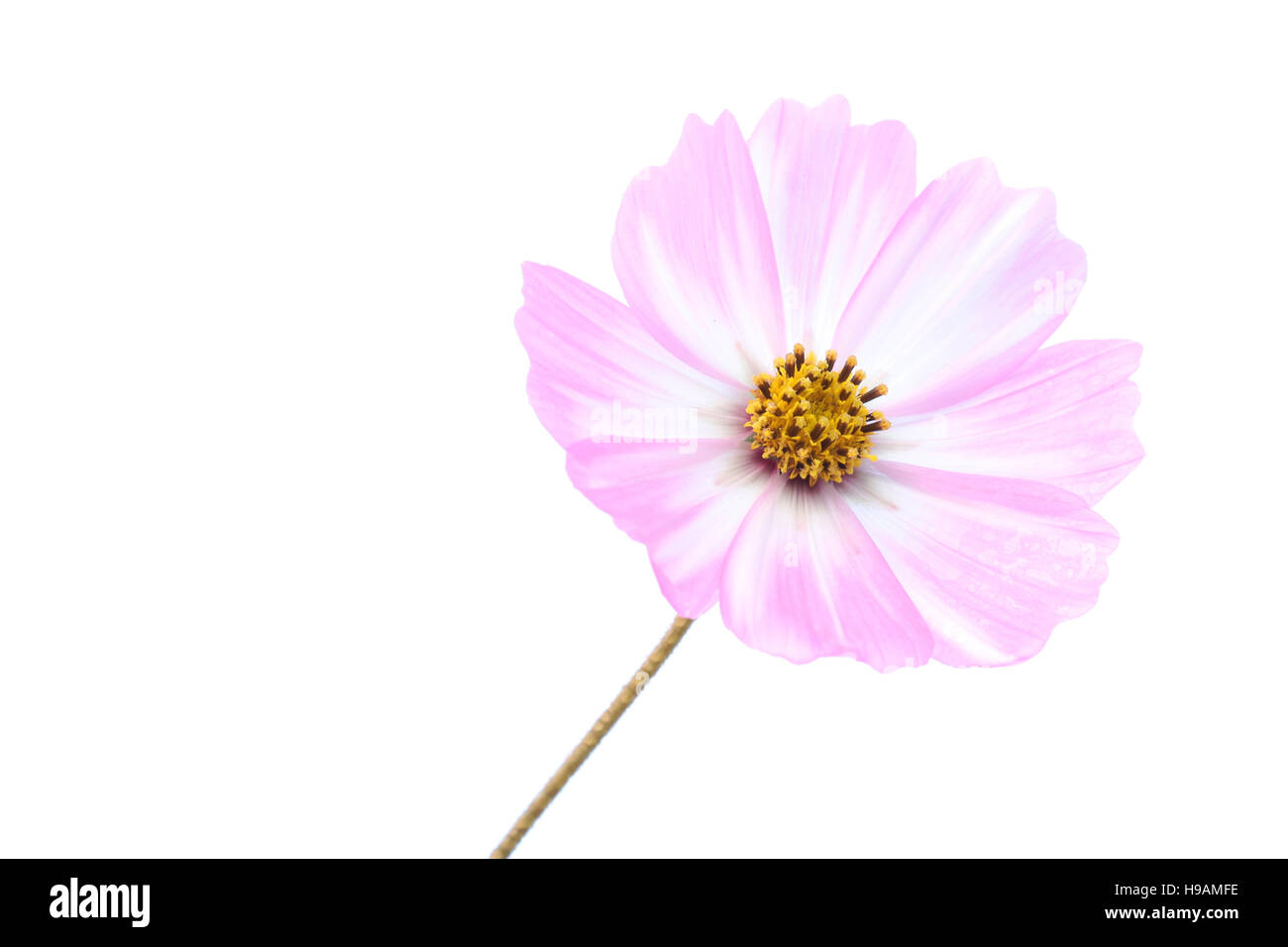 pink white cosmos flower isolated #2 Stock Photo - Alamy