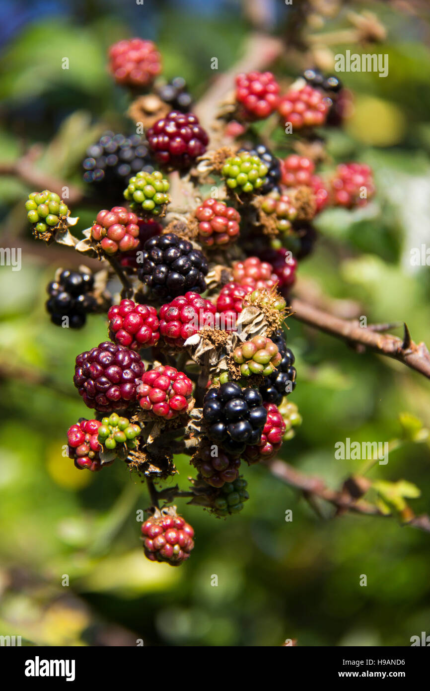 Fruits of the forest Stock Photo - Alamy