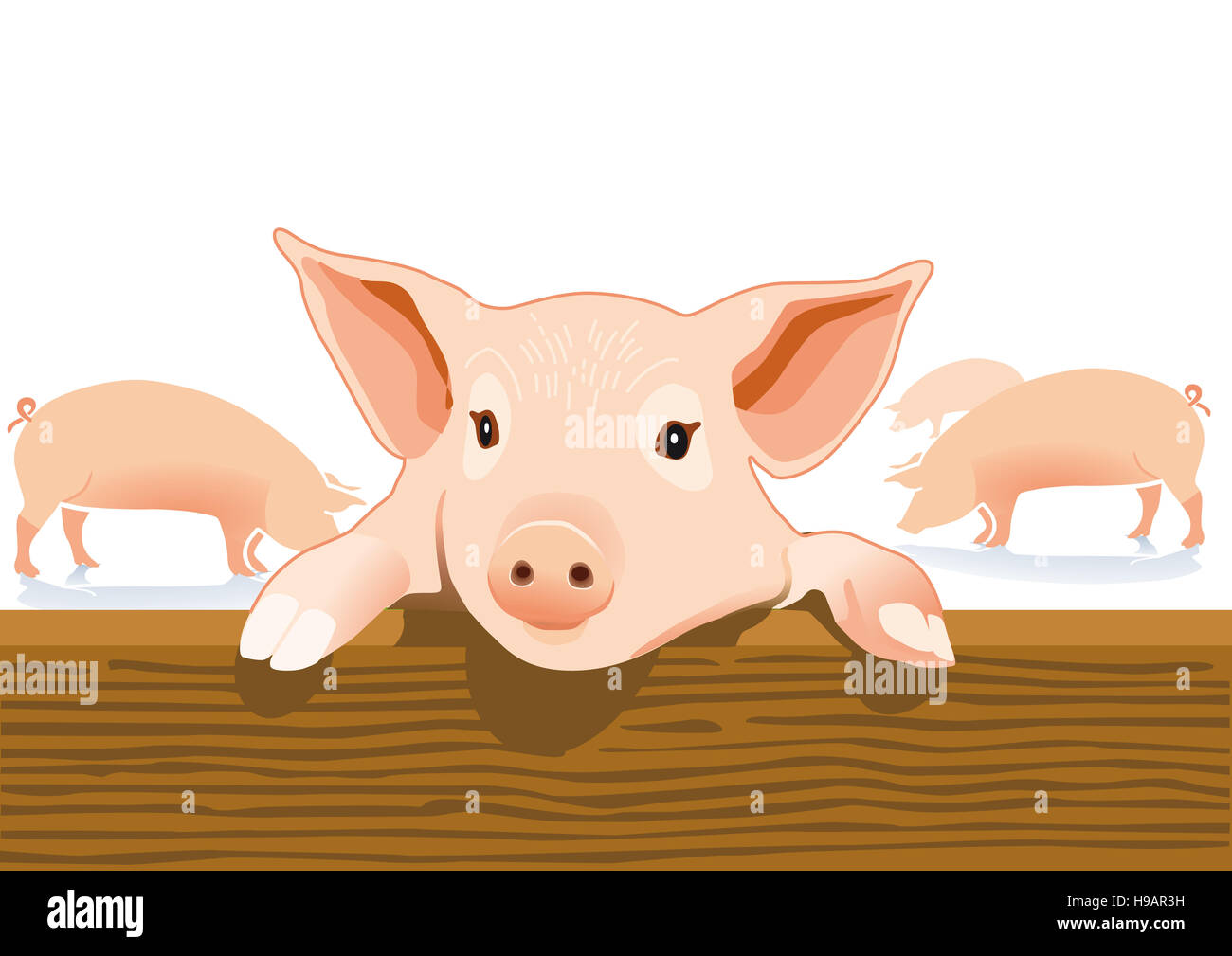 pigsty, domestic pig Stock Photo - Alamy