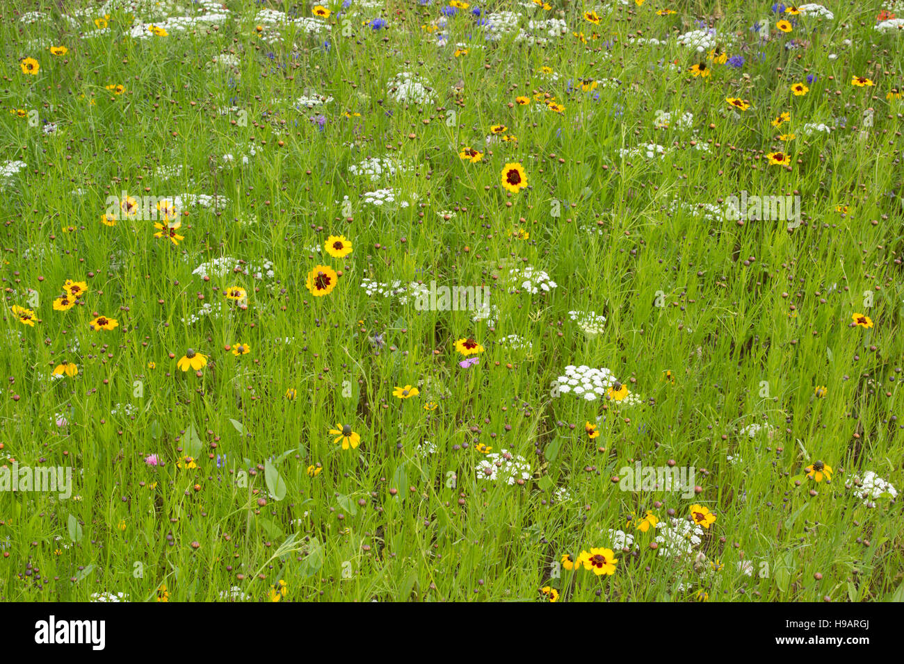 Yellow flowers in grass hi-res stock photography and images - Alamy