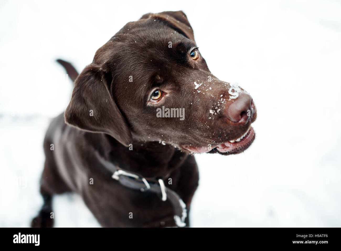 Pretty brown Labrador Retriever close-up in wintertime Stock Photo - Alamy